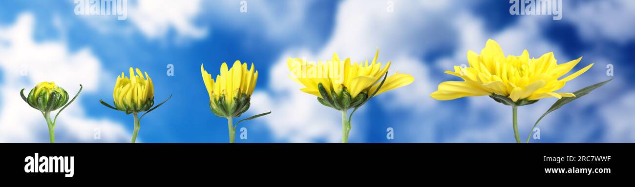 Different stages of flower development hi-res stock photography and ...