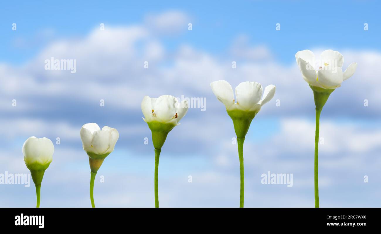 Different blooming stages hi-res stock photography and images - Alamy
