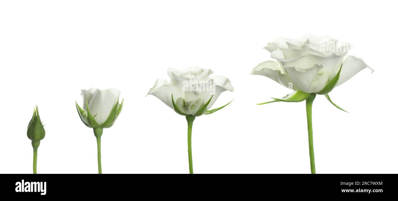 Blooming stages of beautiful rose flower on white background Stock ...