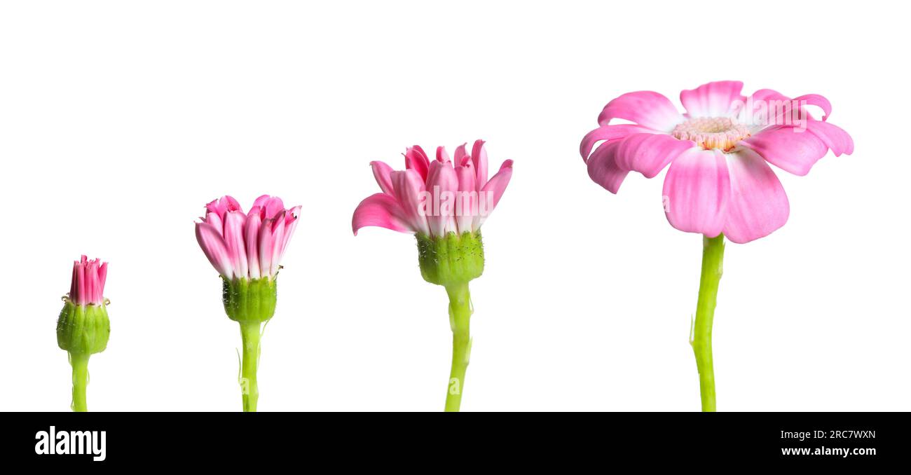 Blooming stages of pink daisy flower on white background Stock Photo ...