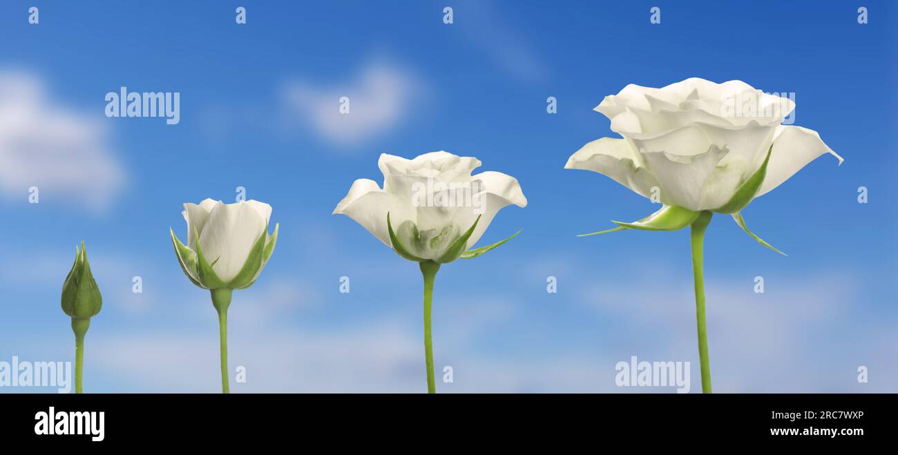 Rose bloom stages hi-res stock photography and images - Alamy