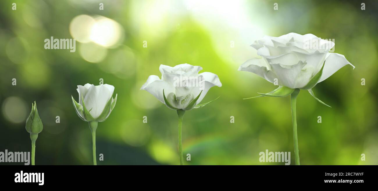 Blooming stages of beautiful rose flower on blurred background Stock ...