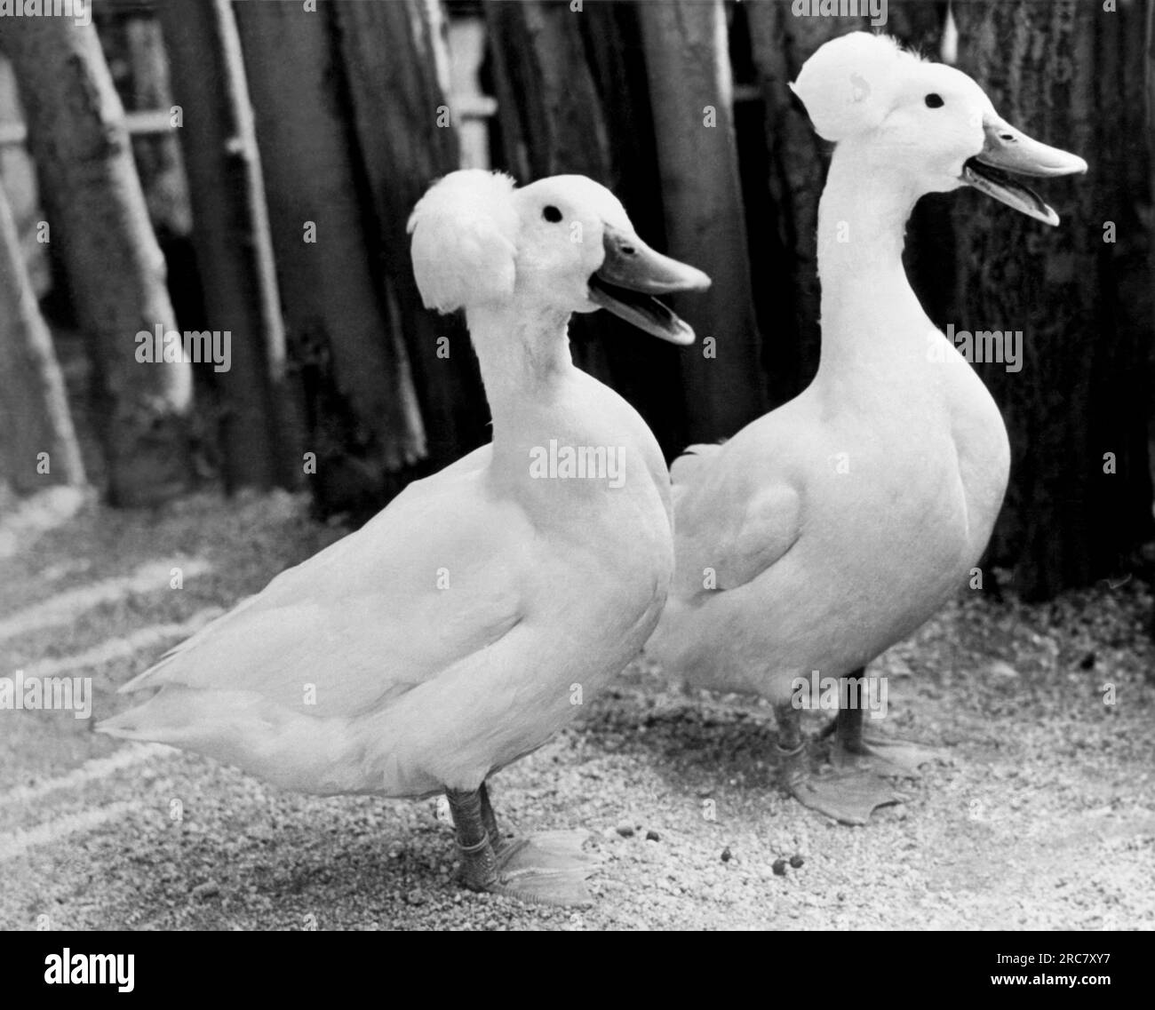 New York, New York: 1942. Two favorites at the Children's Petting Zoo ...