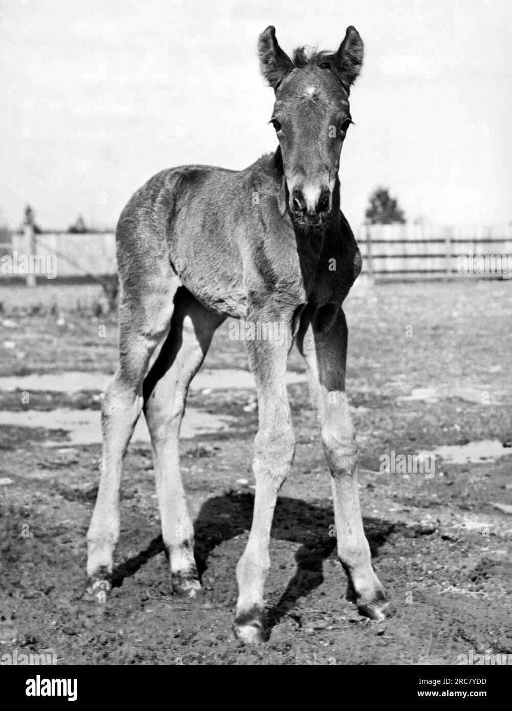 Born 13 march 1942 hi-res stock photography and images - Alamy