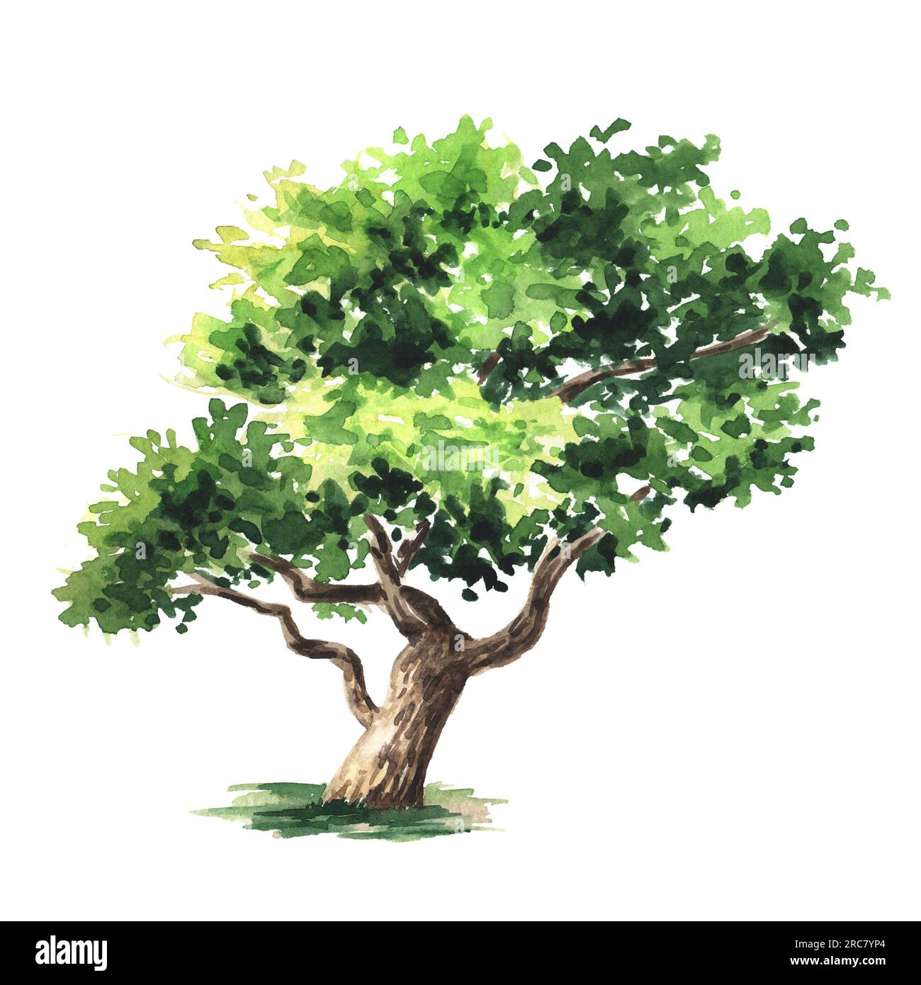 Watercolor tree side view for landscape and architecture drawing ...