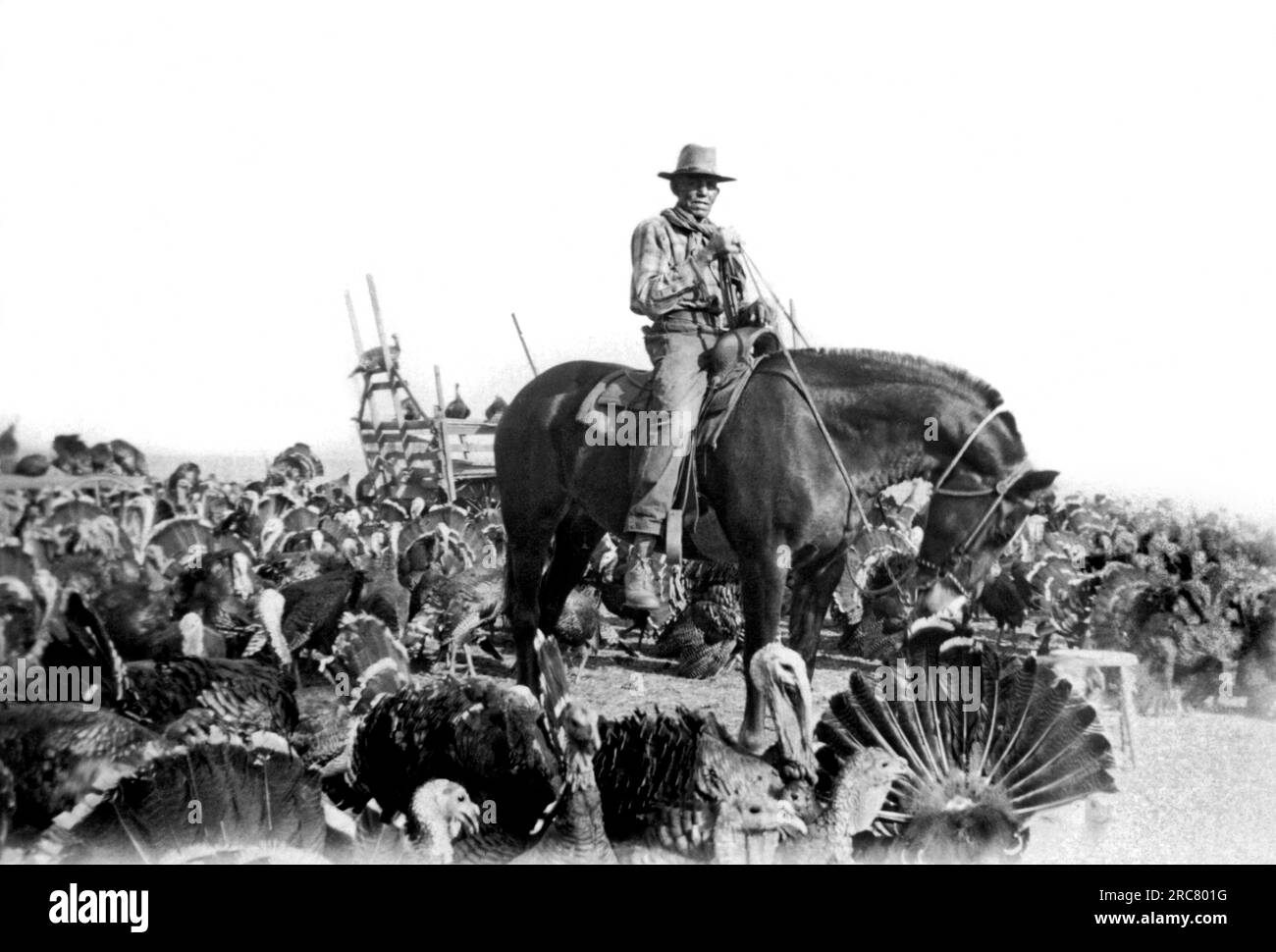 United States: c. 1920 A turkey rancher with his flock Stock Photo - Alamy