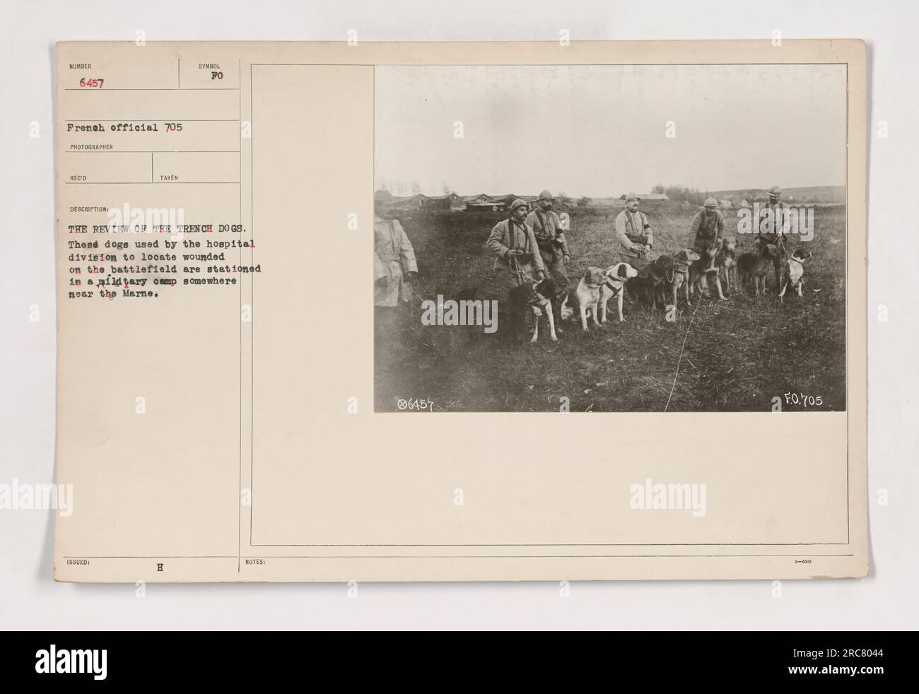 In this photograph, dogs belonging to the hospital division are being ...