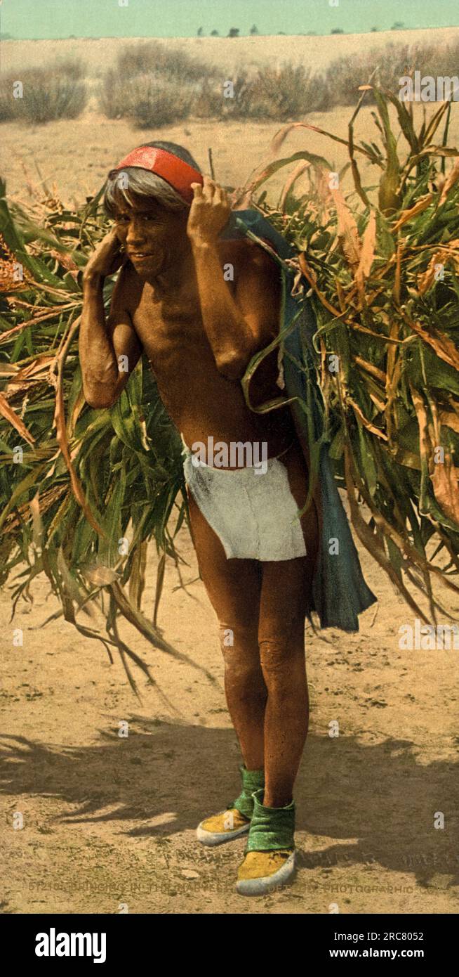 Arizona, 1899 A member of the Moki Pueblo bringing in the harvest Stock ...