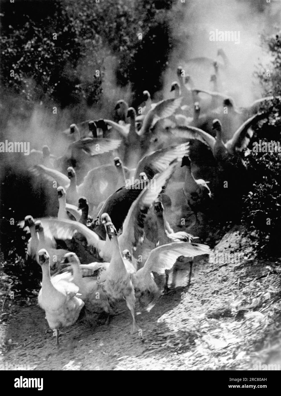 San Diego, California: 1935. This photograph, "The Geese", by Erno ...