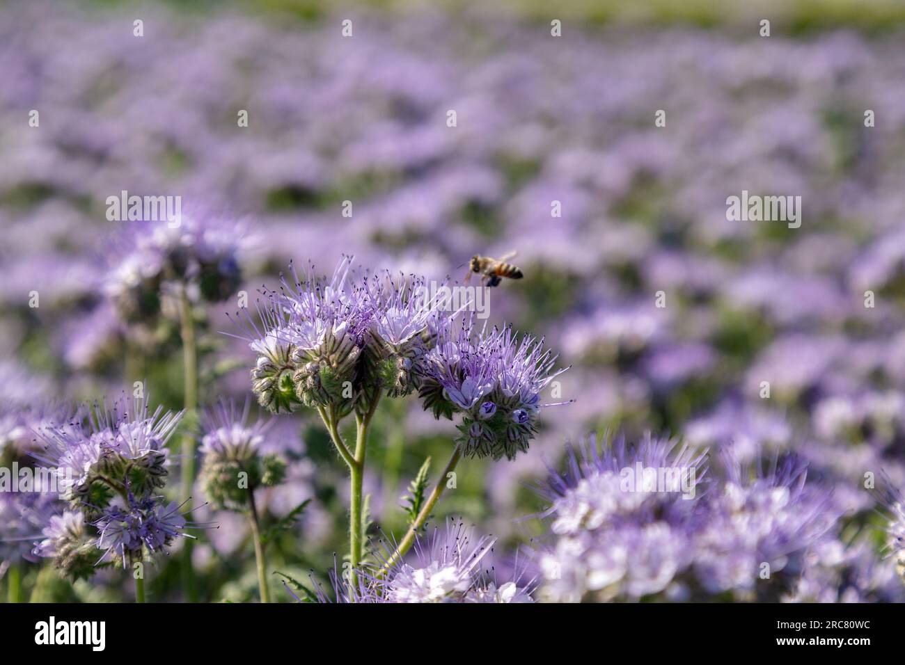 Lacy phacelia, blue tansy or purple tansy. Phacelia tanacetifolia Stock ...