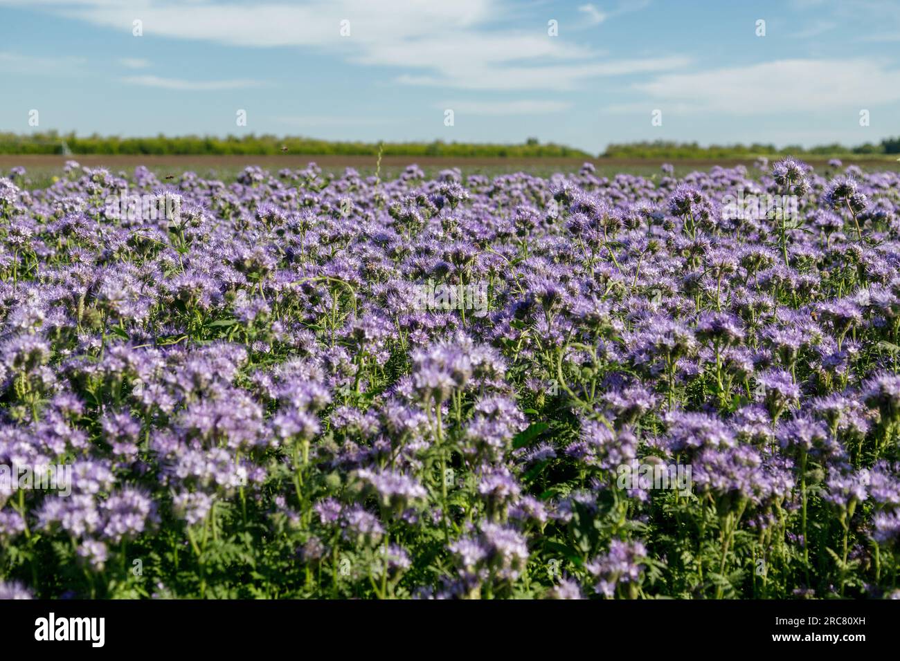 Lacy phacelia, blue tansy or purple tansy. Phacelia tanacetifolia Stock ...