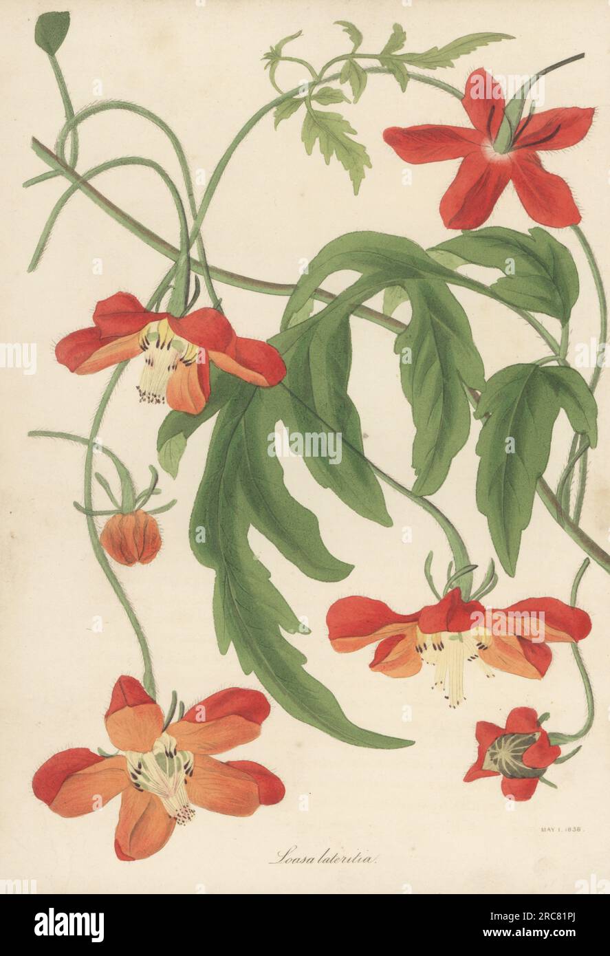Chile nettle, Caiophora lateritia. Native to South America, raised in ...