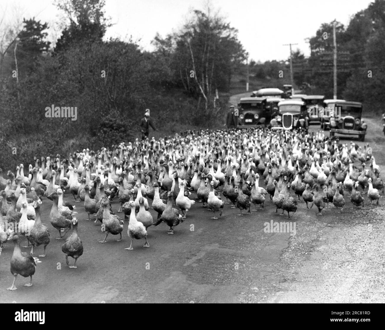 Waddled about Black and White Stock Photos & Images - Alamy