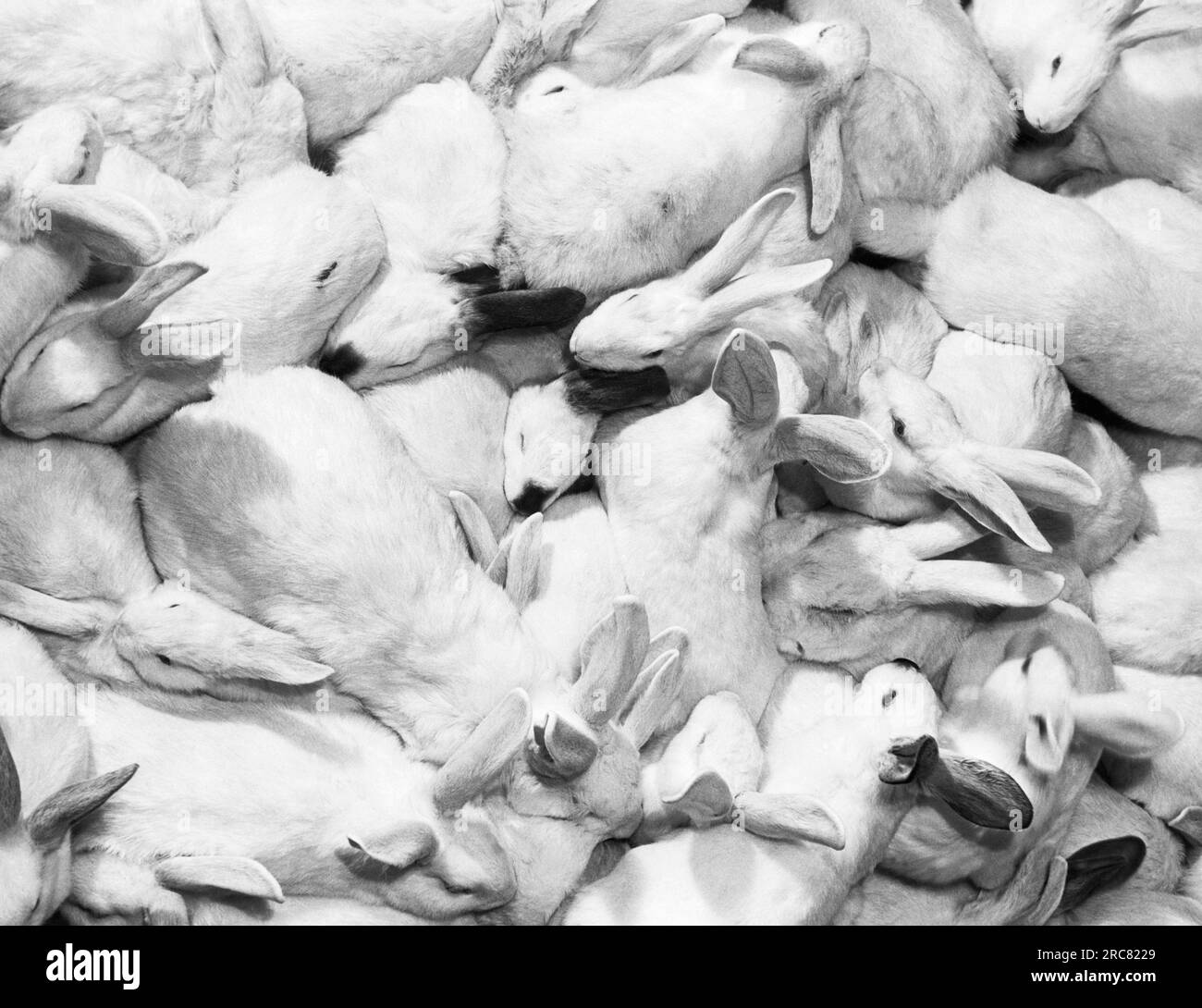 Los Angeles, California: 1943 A closeup of a group of rabbits. Los ...
