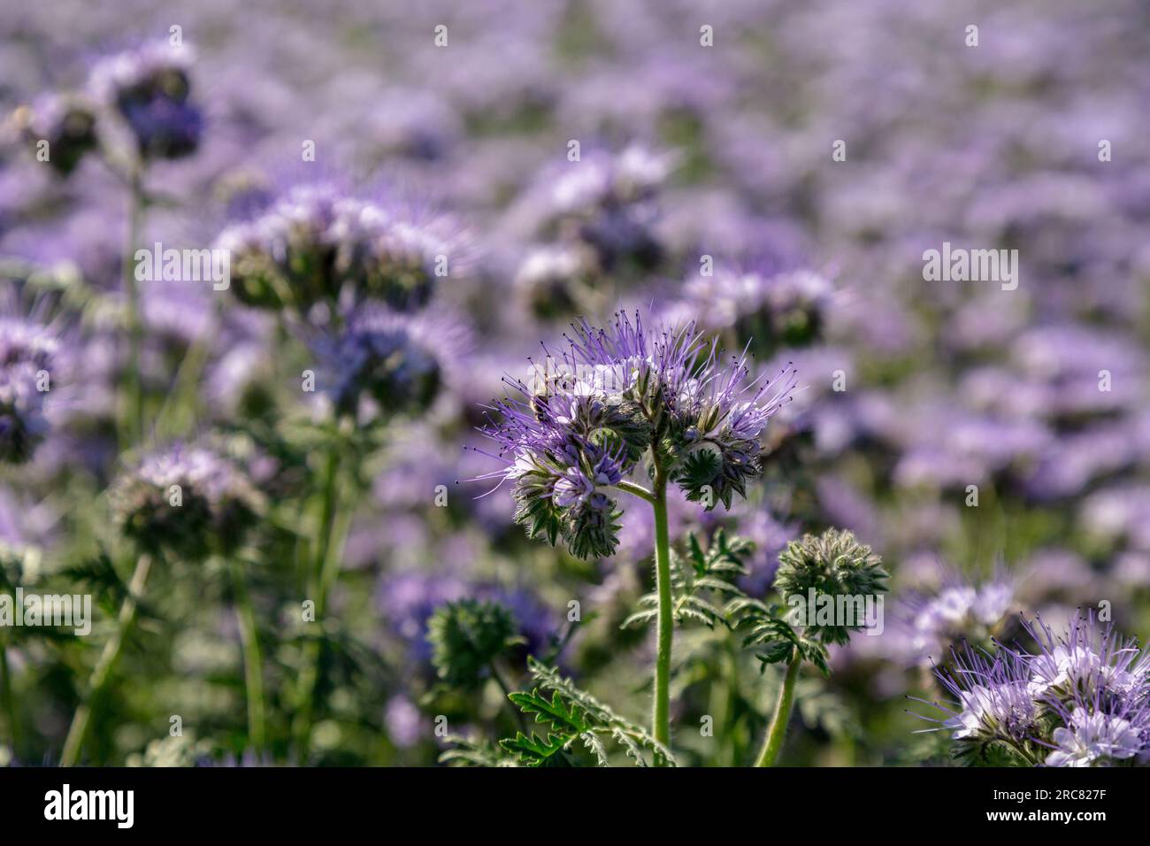 Lacy phacelia, blue tansy or purple tansy. Phacelia tanacetifolia Stock ...