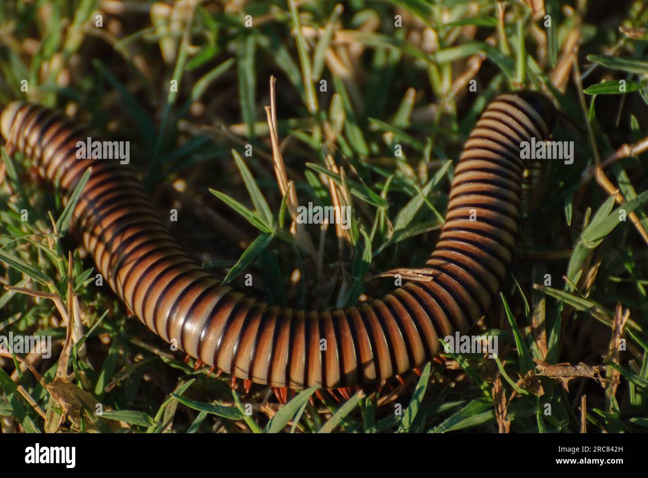 Shongololo, the largest extant species of millipede, crossing a kikuyu ...