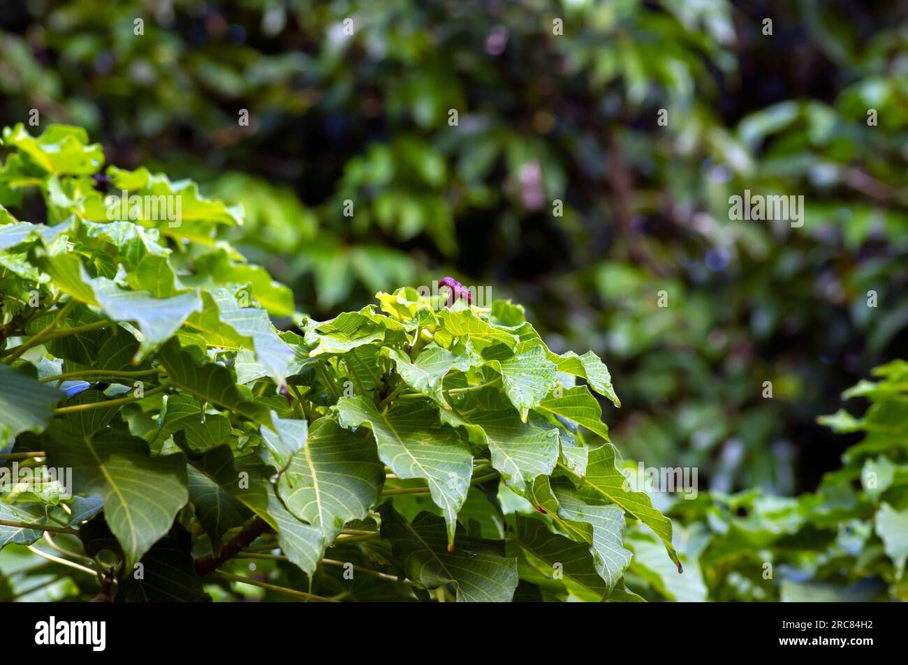 Kalpataru (Ficus religiosa), bodhi tree green leave and flowers ...