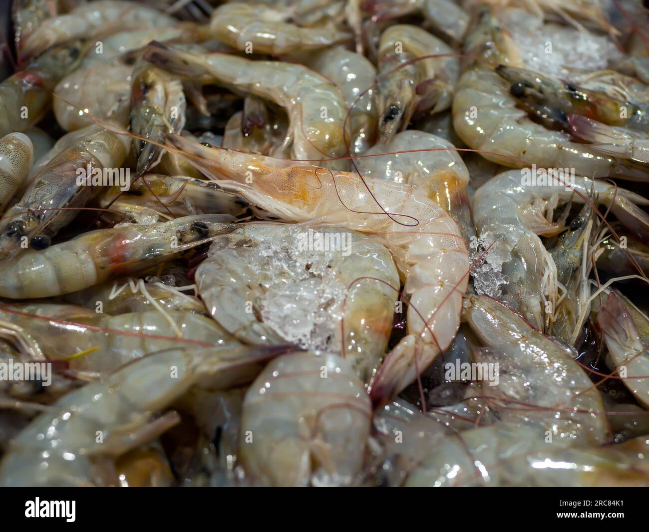 Indonesia fish market shrimp hi-res stock photography and images - Alamy