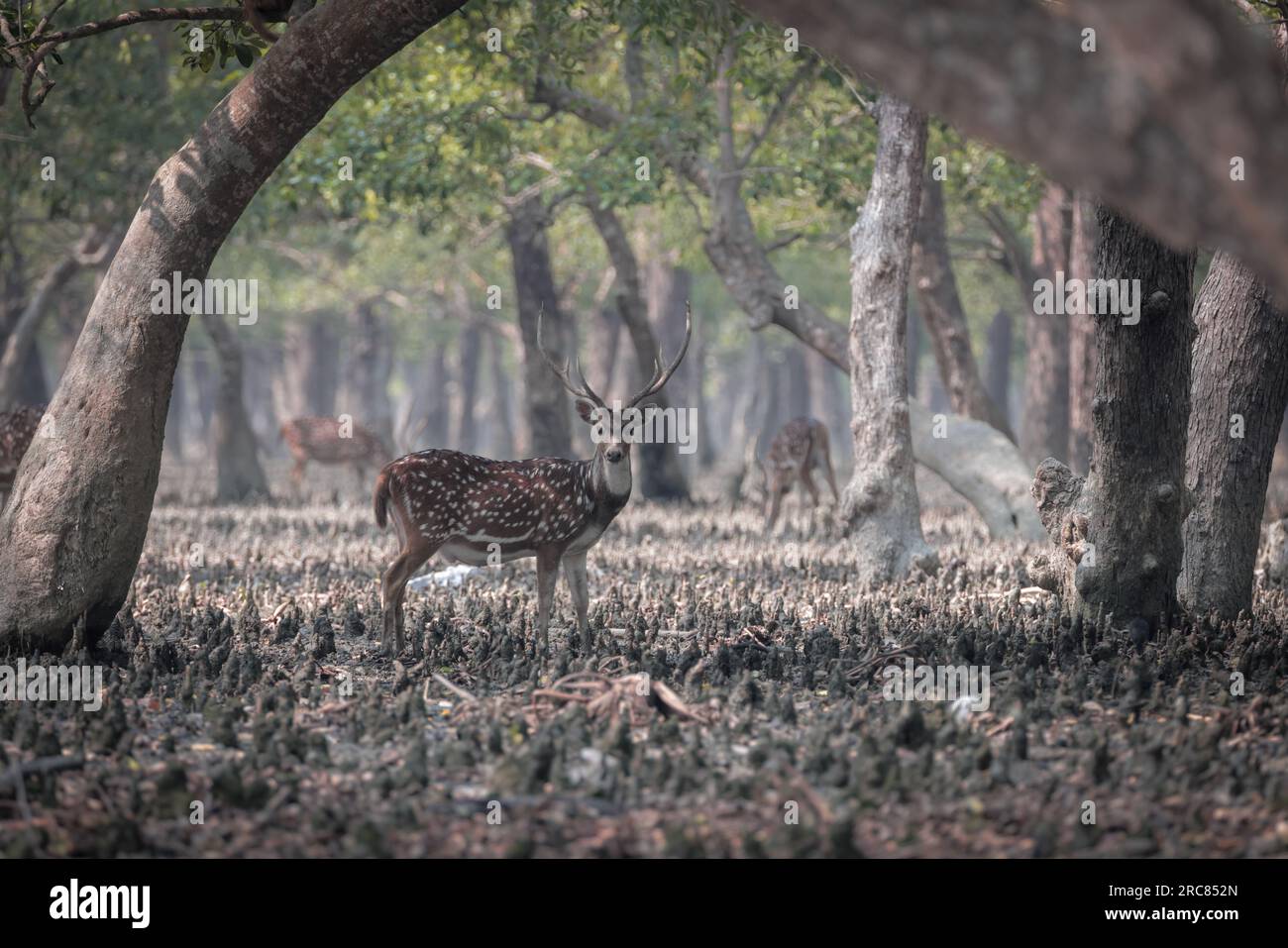 Wild chital, also known as spotted deer, chital deer, and axis deer, is ...