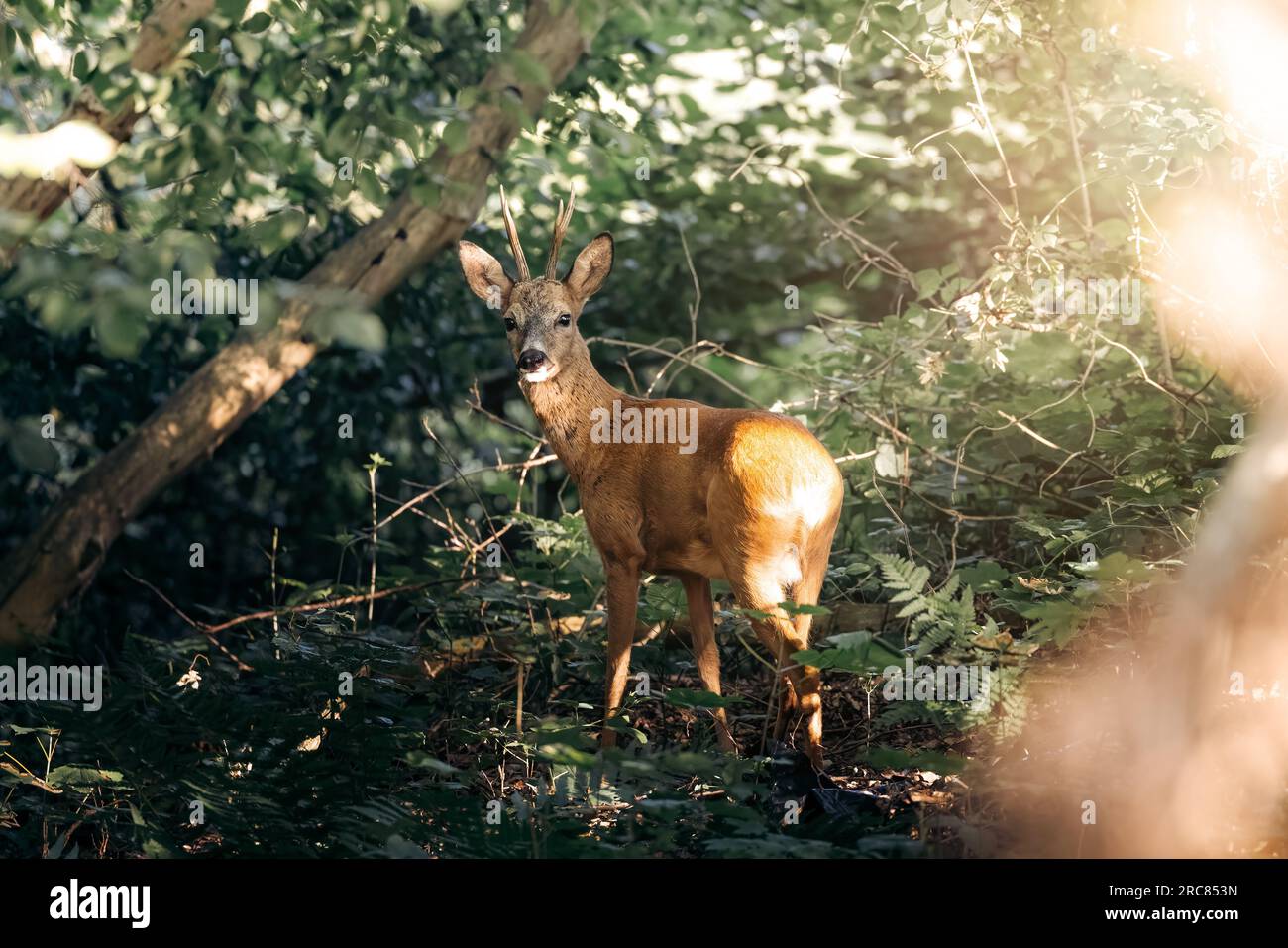 German wildlife hi-res stock photography and images - Alamy