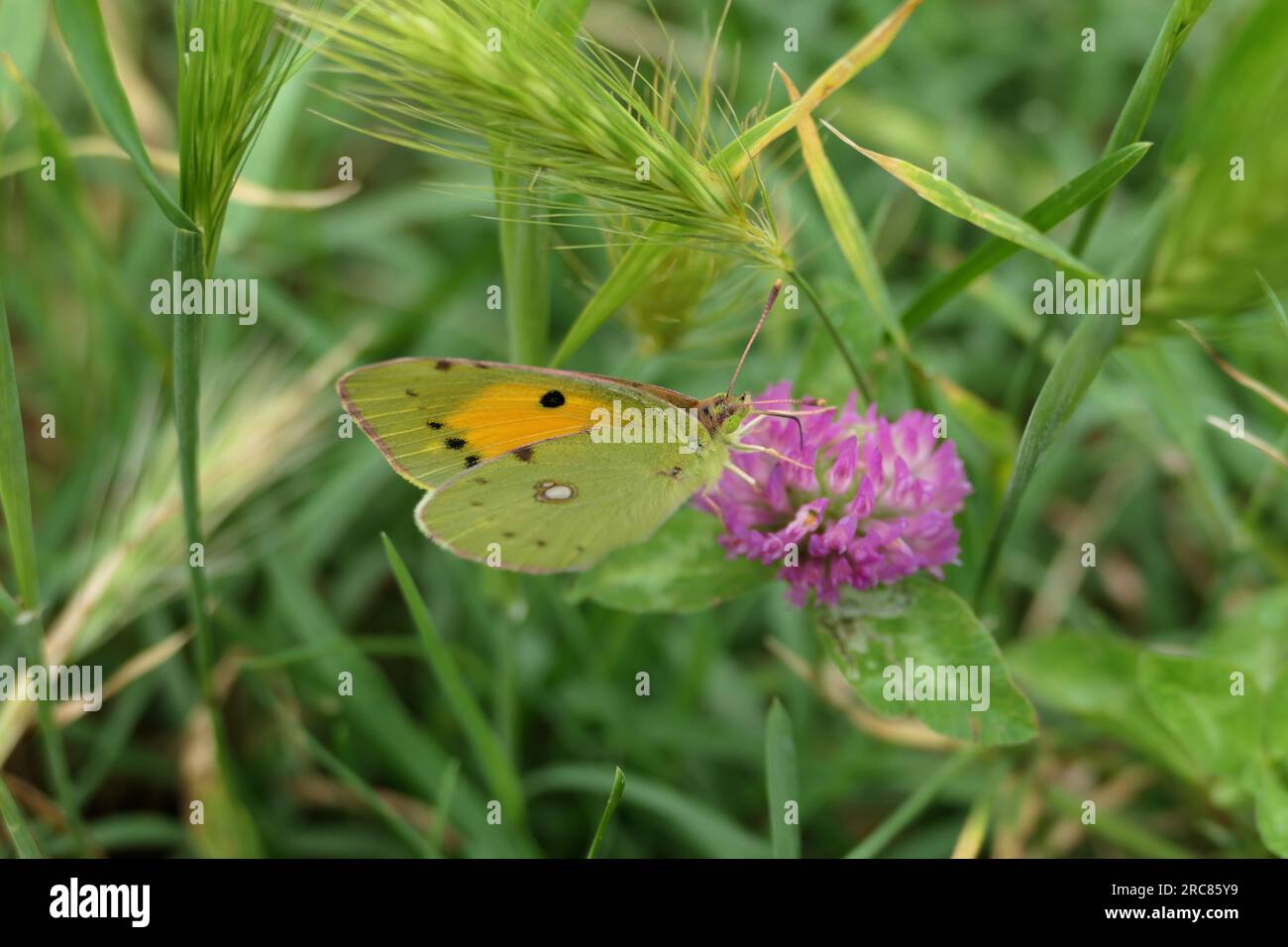 Clover butterfly hi-res stock photography and images - Alamy