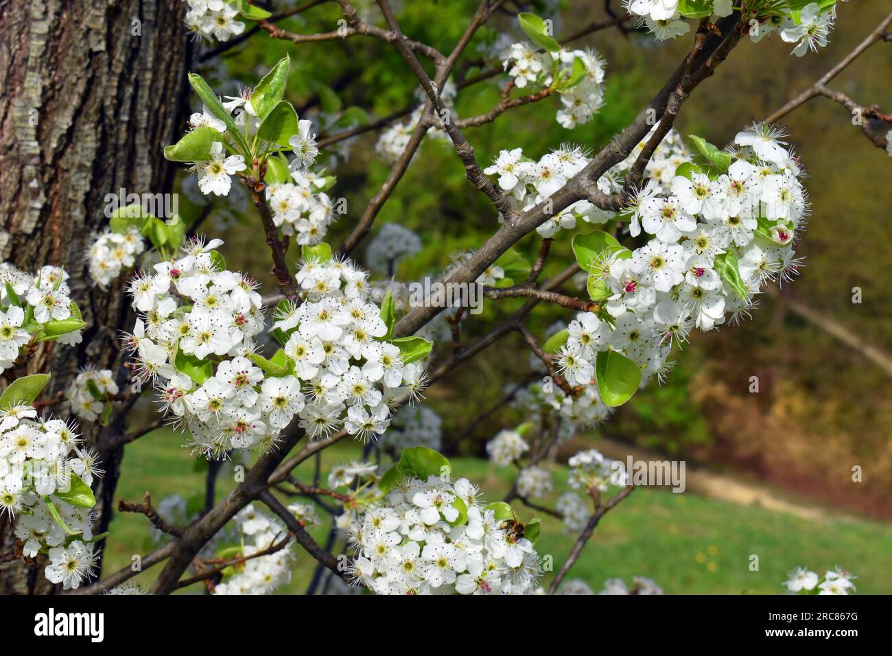Detail of the flowers of Callery pear (Pyrus calleryana). It is an ...