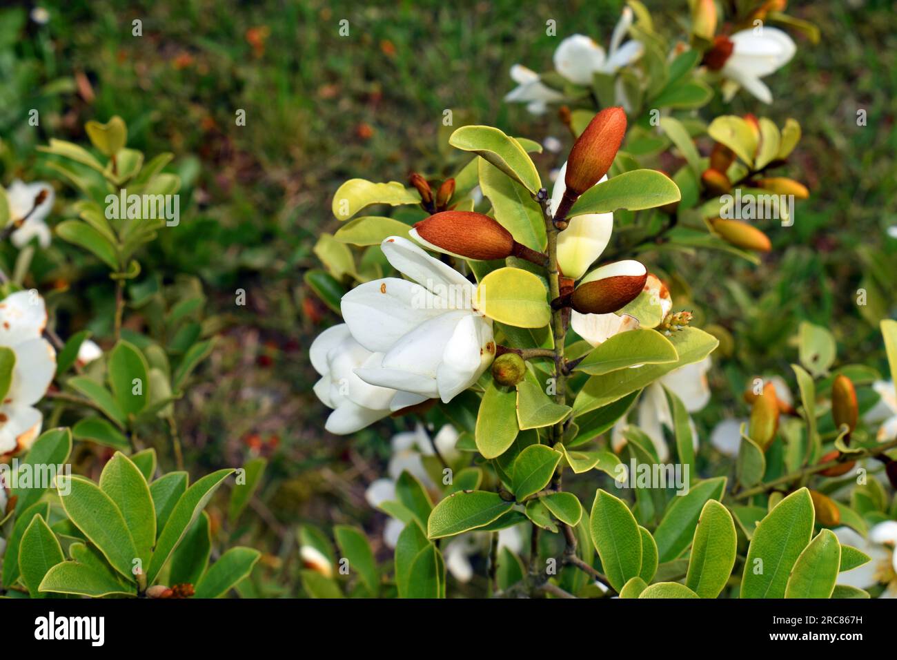 Magnolia laevifolia Summer Snowflake is an ornamental tree native to ...
