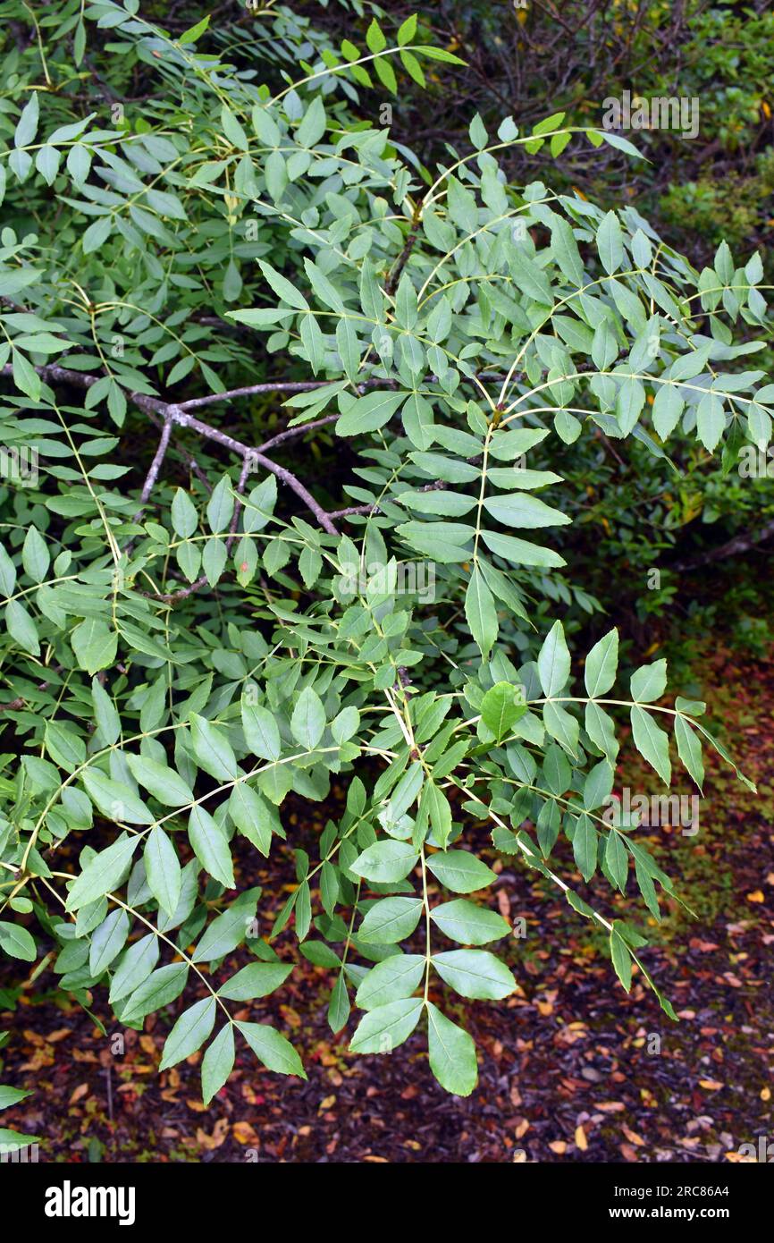 Branches and leaves of a narrow-leaved ash (Fraxinus angustifolia Stock Photo - Alamy
