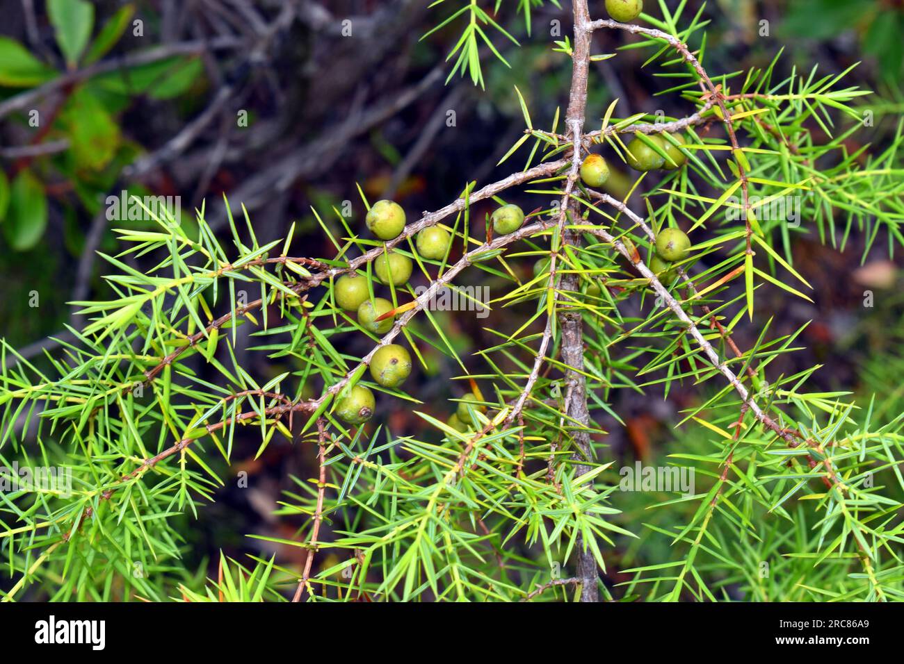 Detail of the leaves and fruits of the cade juniper (Juniperus ...