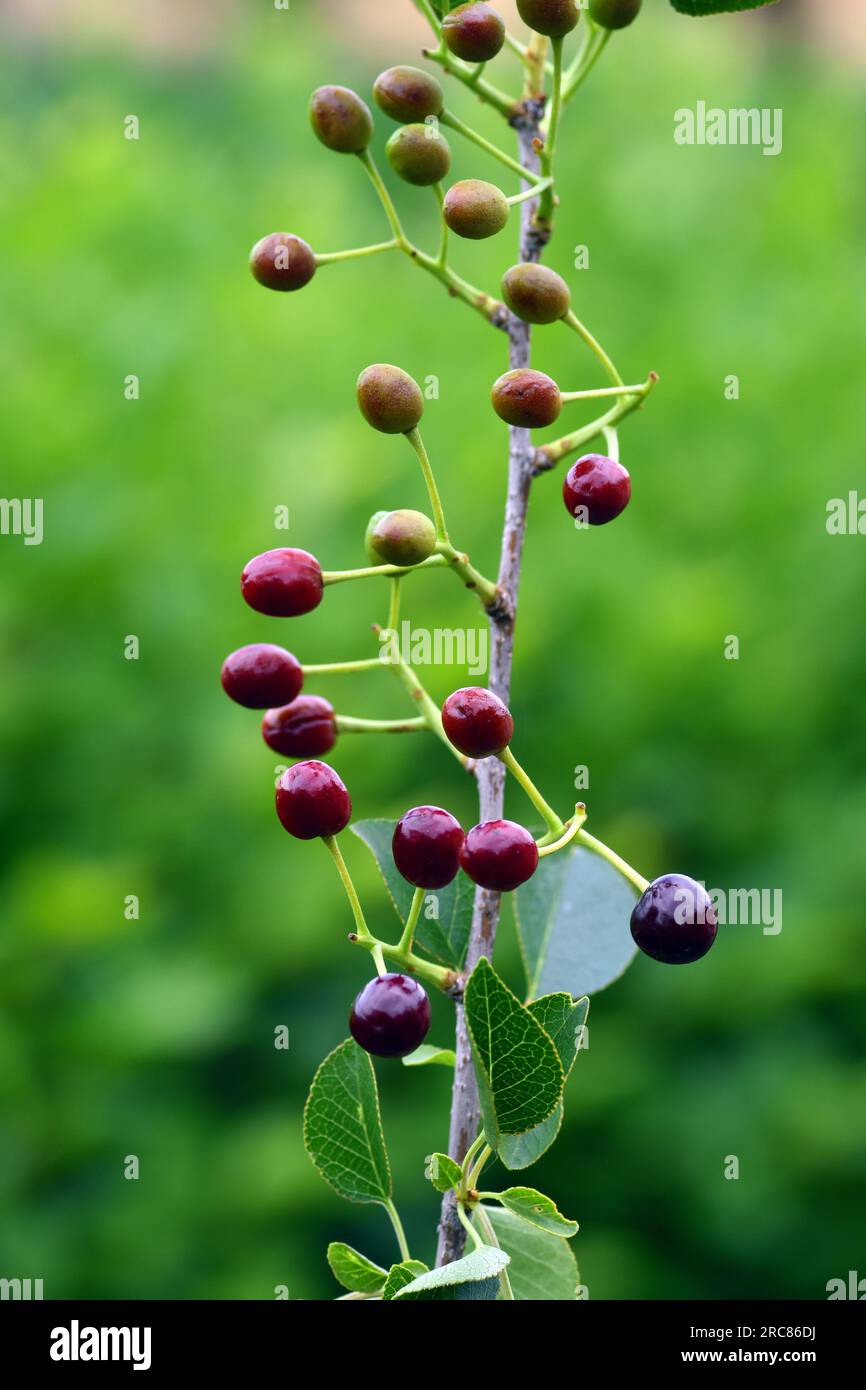 Detail of the leaves and fruits of mahaleb cherry (Prunus mahaleb Stock ...