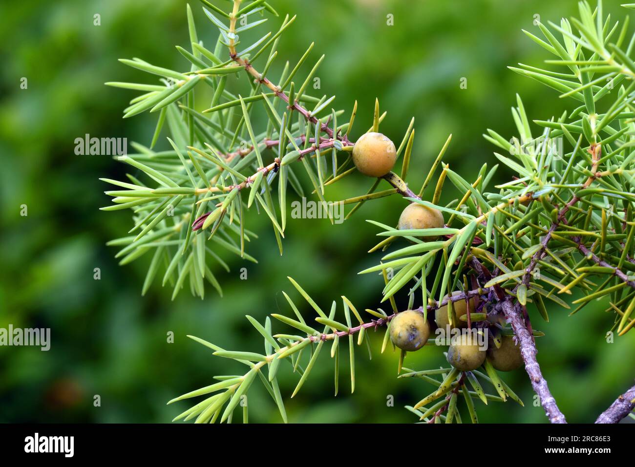 Detail of the leaves and fruits of the cade juniper (Juniperus ...