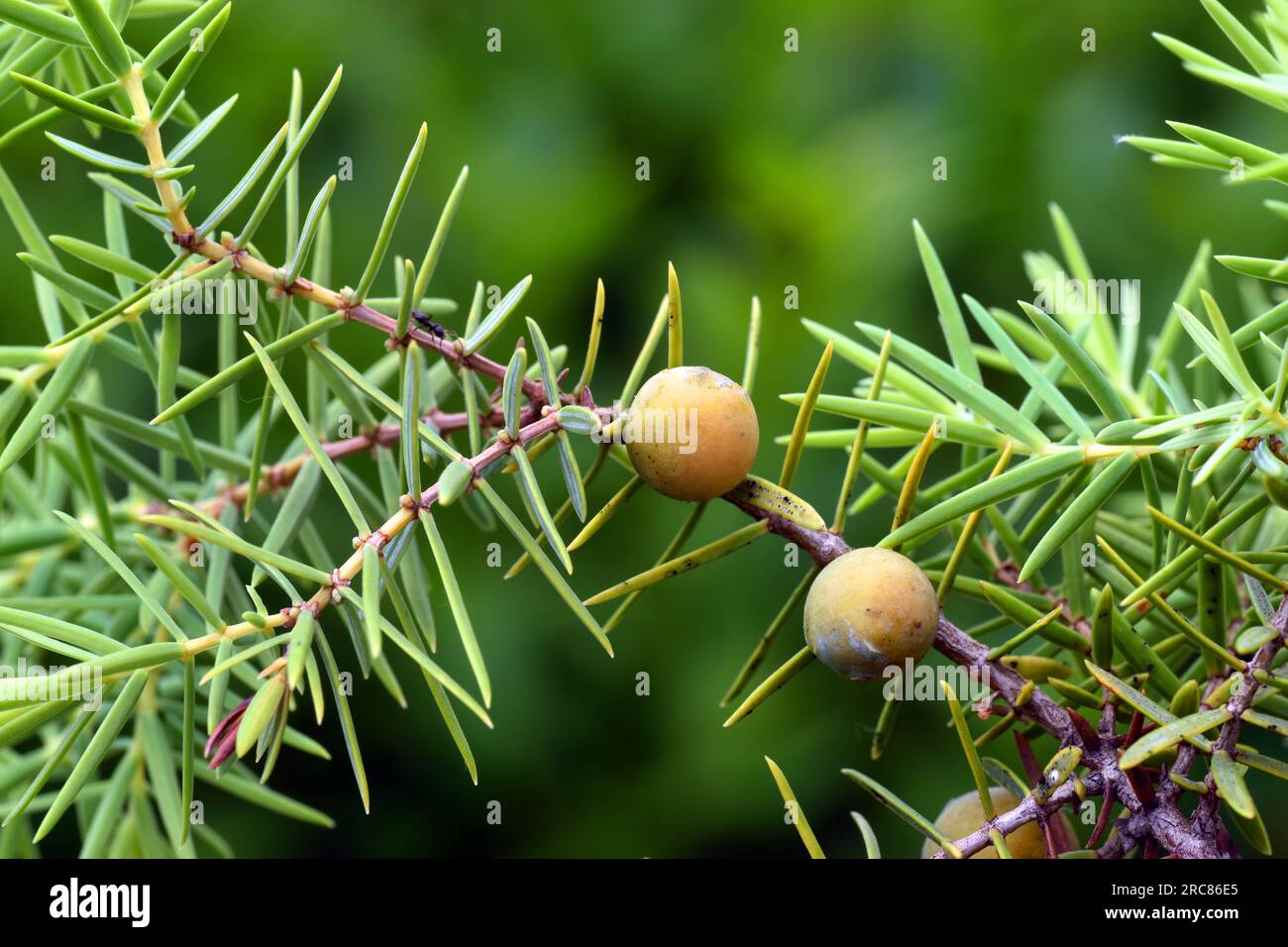 Detail of the leaves and fruits of the cade juniper (Juniperus ...