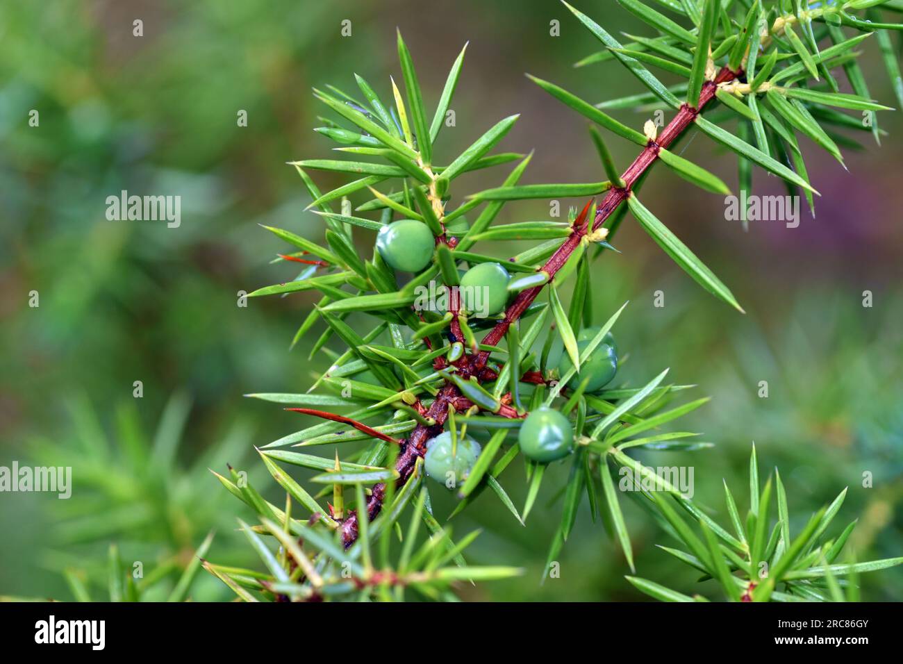 Detail of the leaves and fruits of the common juniper (Juniperus ...