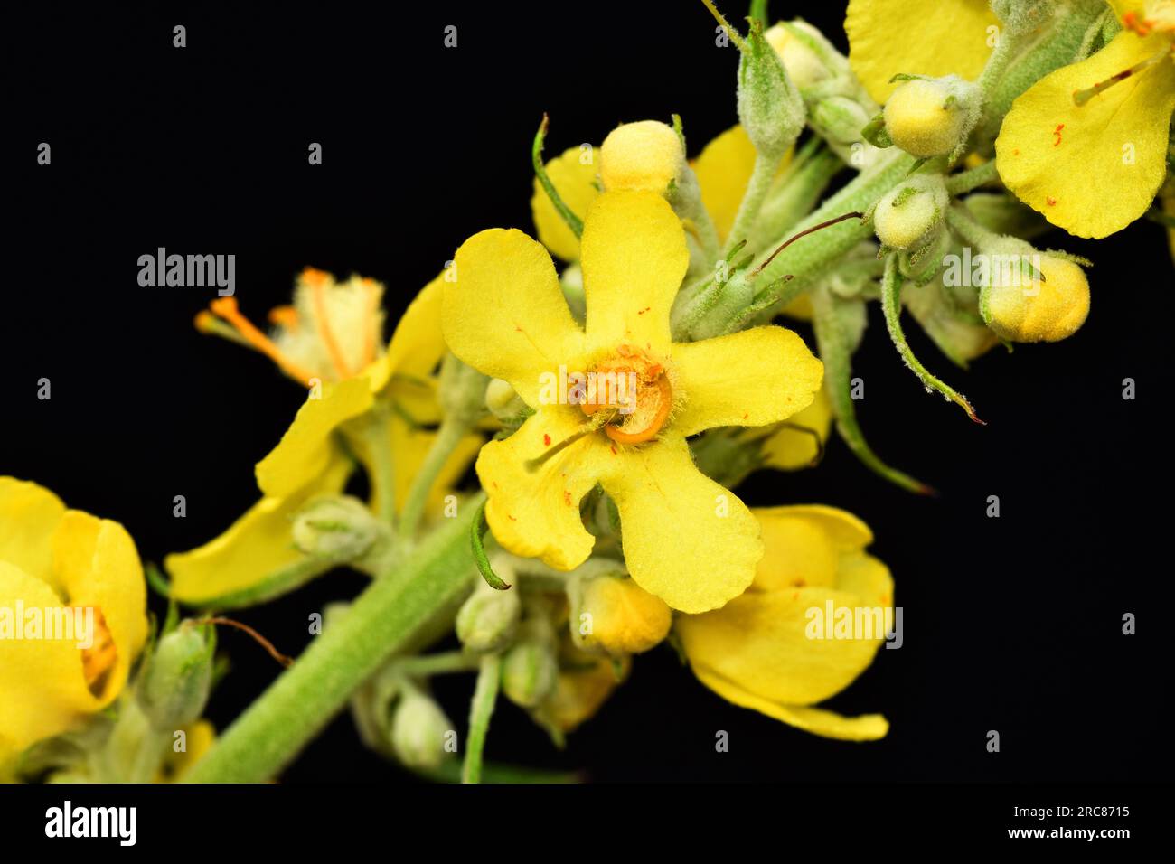 Flowers of the great mullein (Verbascum thapsus) on a black background ...