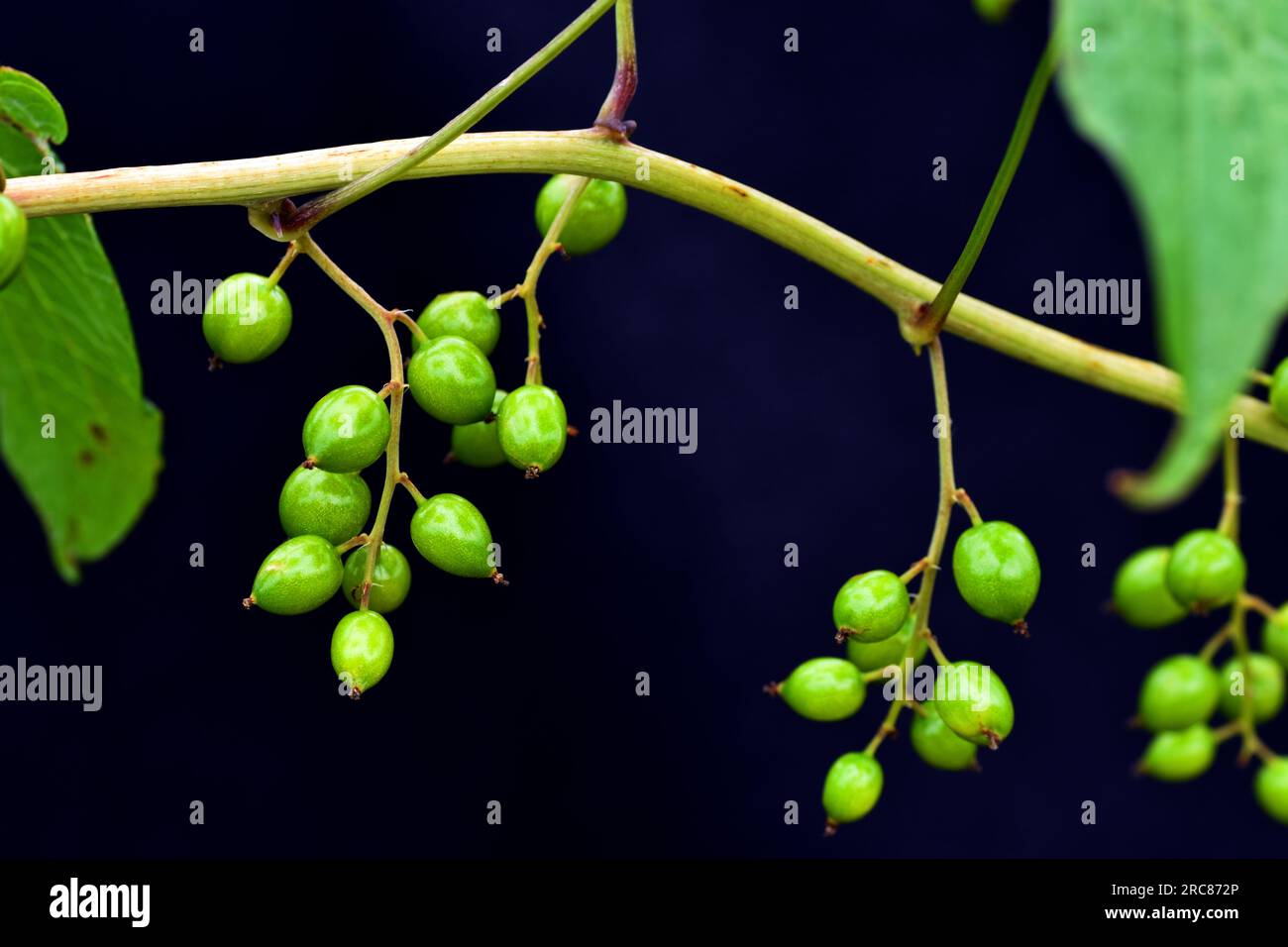 Green leaves and fruits of red bryony and white bryony (Bryonia dioica ...