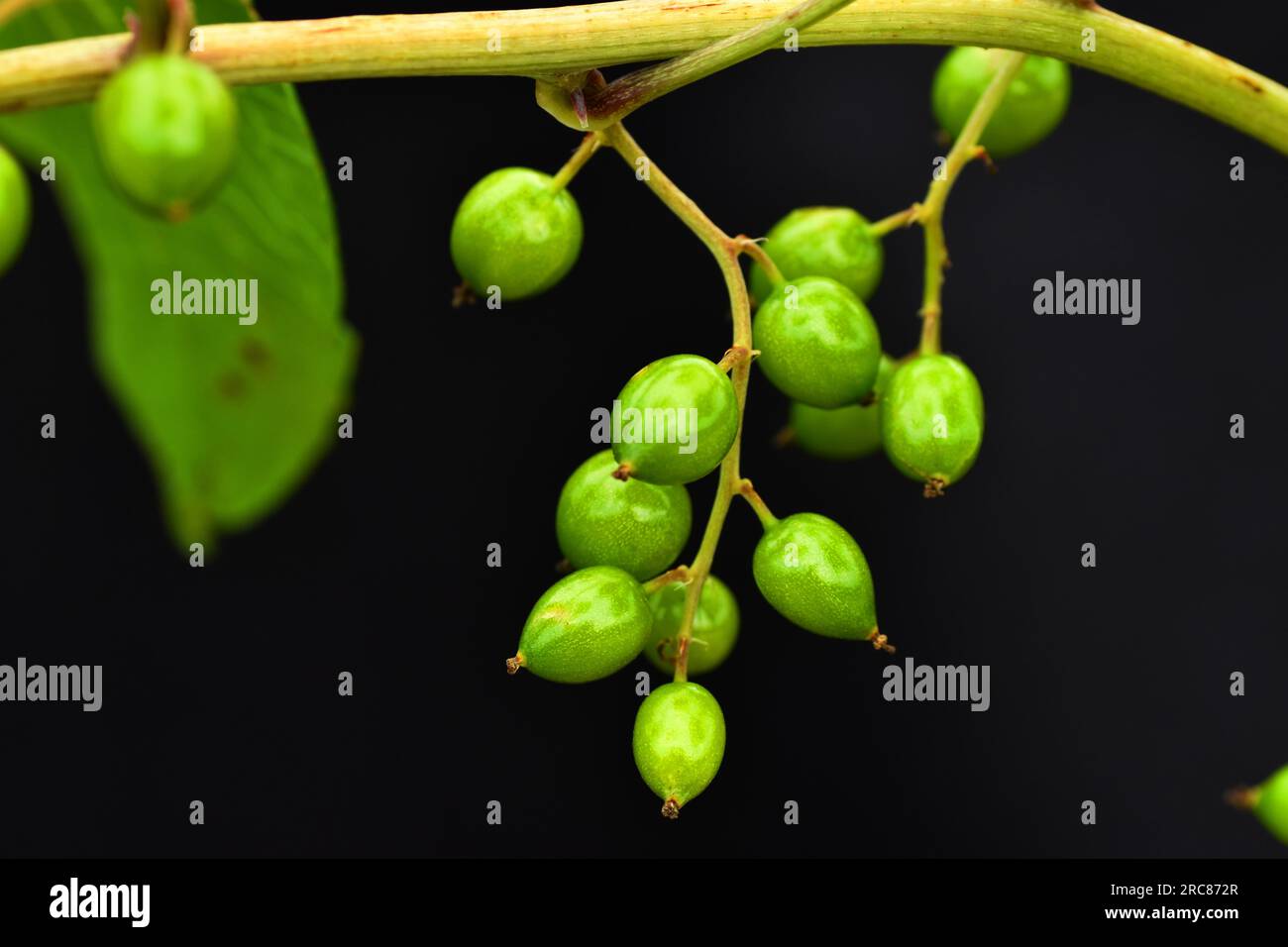 Green leaves and fruits of red bryony and white bryony (Bryonia dioica ...