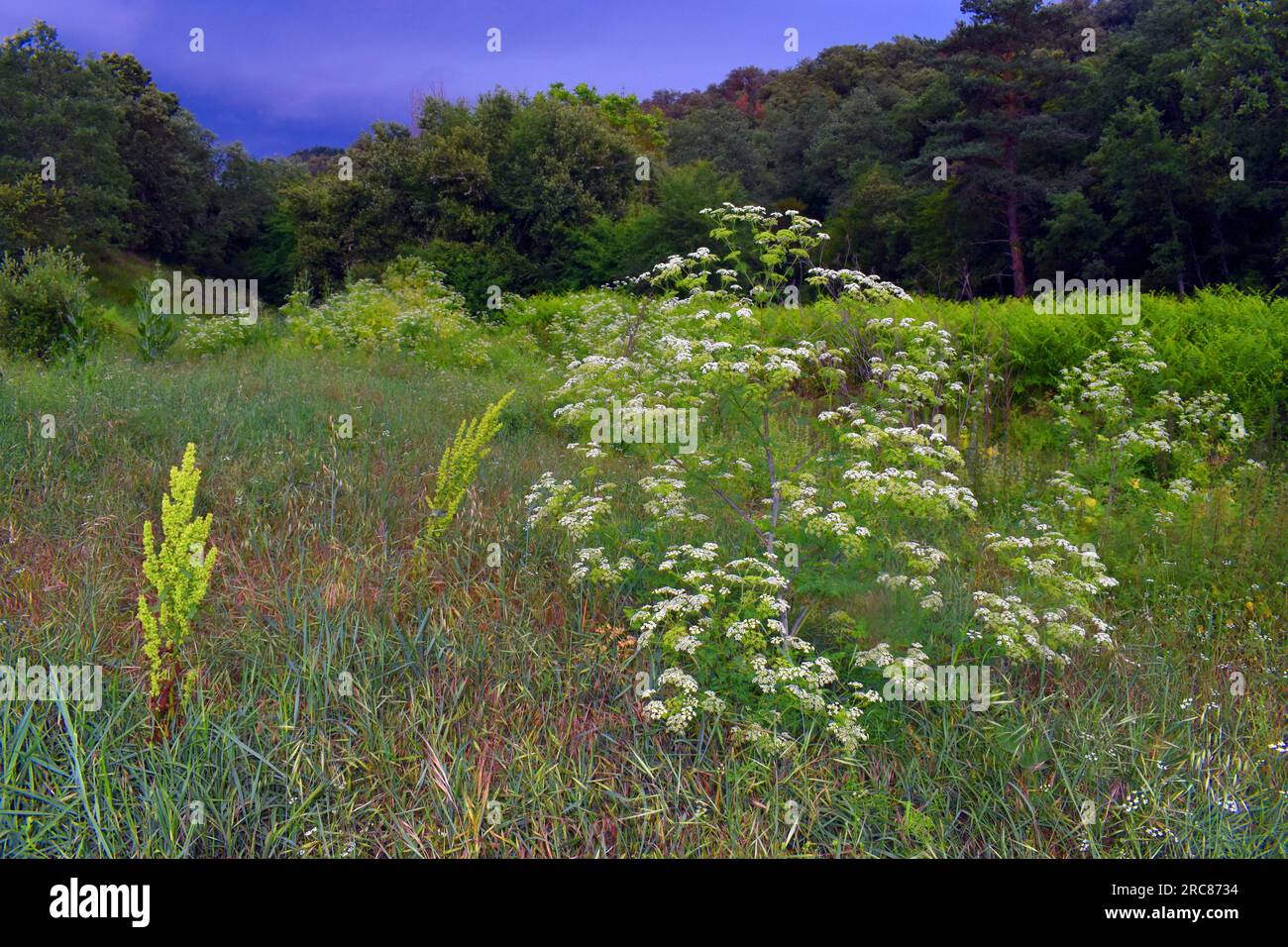 Hemlock plant (Conium maculatum) in flower Stock Photo - Alamy