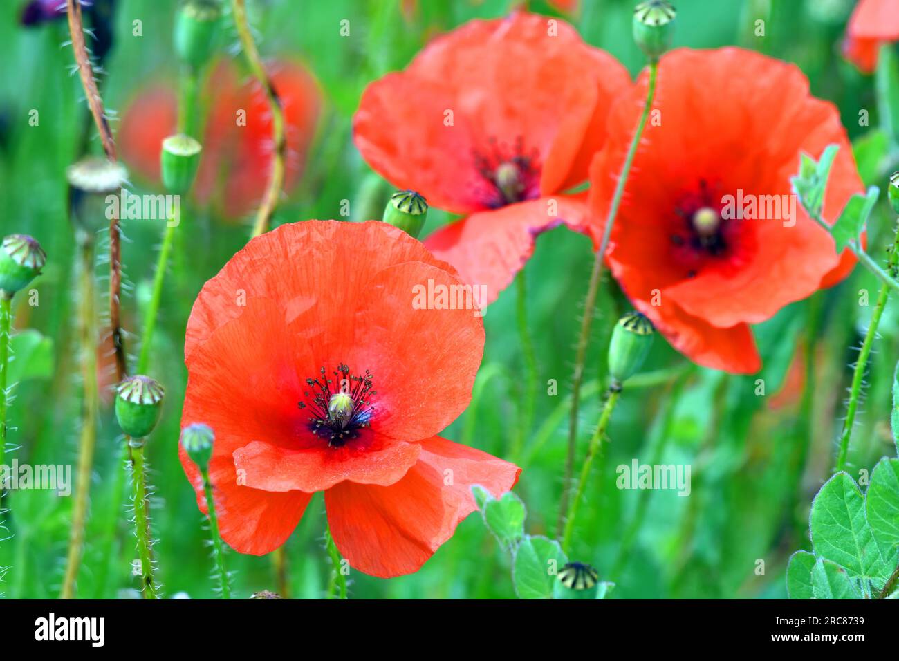 Shaped fruits hi-res stock photography and images - Alamy
