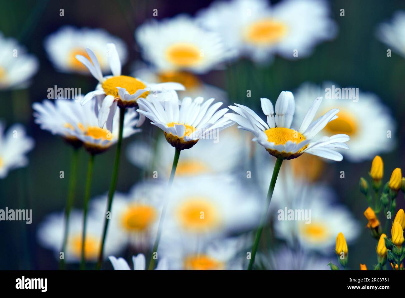 Flowers of ox-eye daisy (Leucanthemum vulgare) with selective blur ...