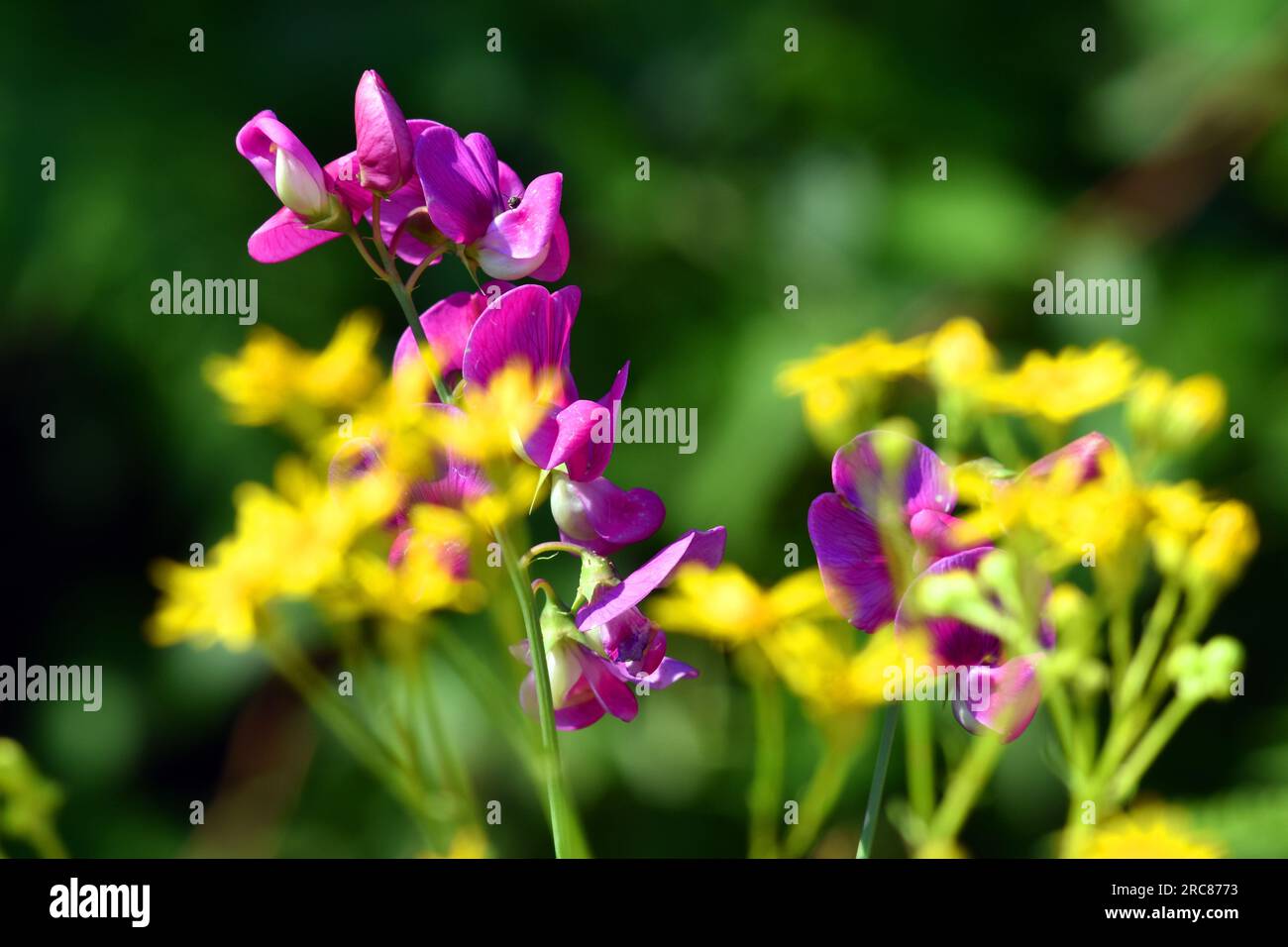 Flowers of the perennial peavine (Lathyrus latifolius) among yellow ...