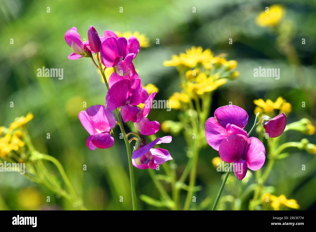 Flowers of the perennial peavine (Lathyrus latifolius) among yellow ...