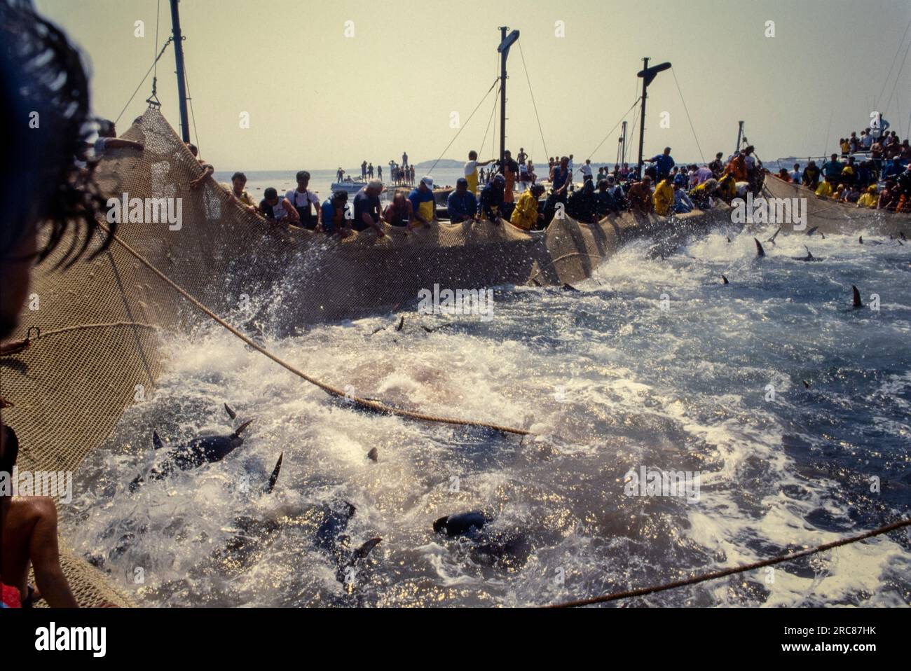 Traditional Sicilian Tuna fishing called "Mattanza" Favignana Island ...
