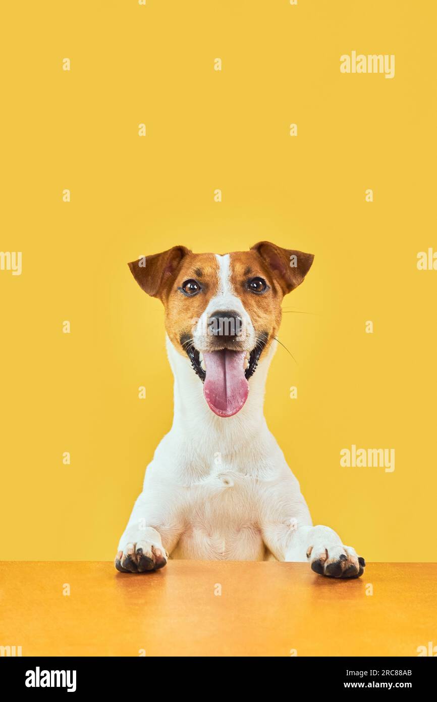 Portraite of Happy surprised dog. Top of head of Jack Russell Terrier ...