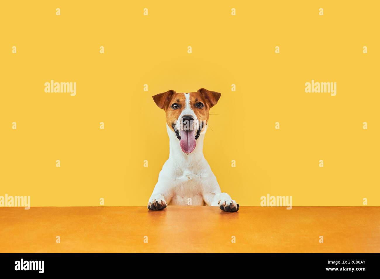 Portraite of Happy surprised dog. Top of head of Jack Russell Terrier ...