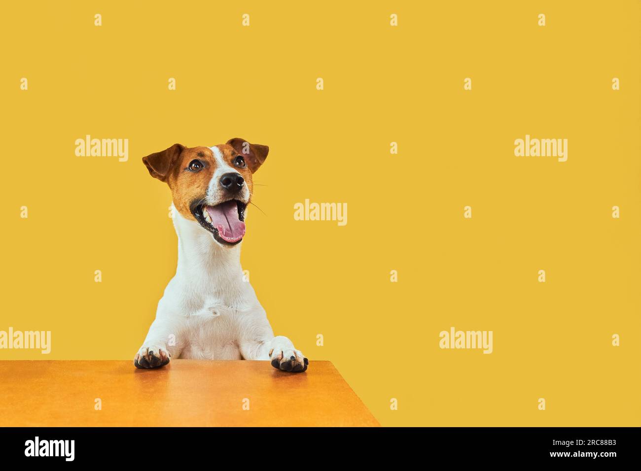 Portraite of Happy surprised dog. Top of head of Jack Russell Terrier ...