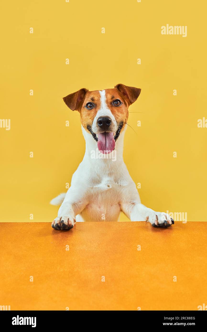 Portraite of Happy surprised dog. Top of head of Jack Russell Terrier ...