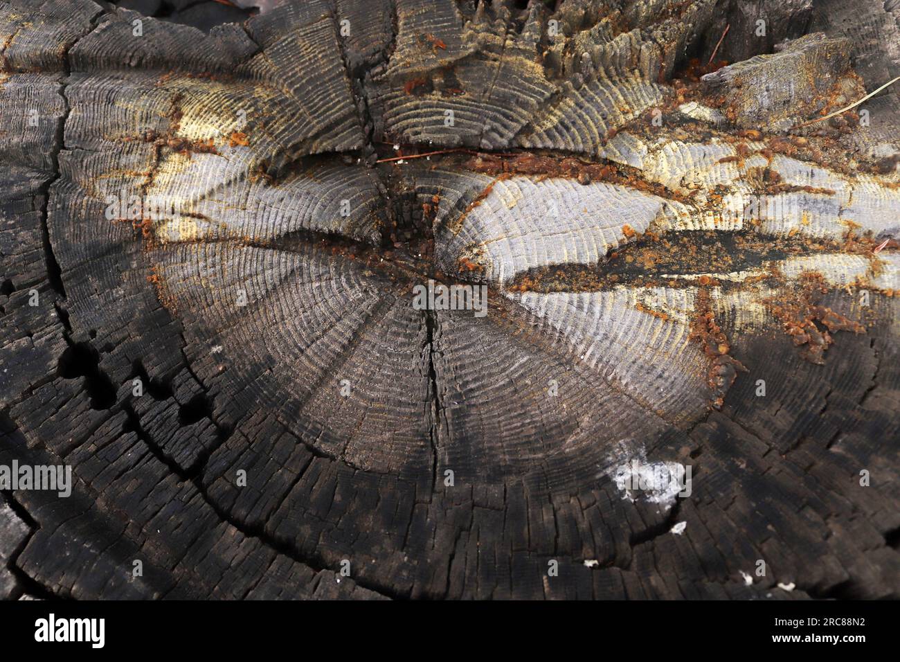 close texture of a cut pine tree Stock Photo - Alamy