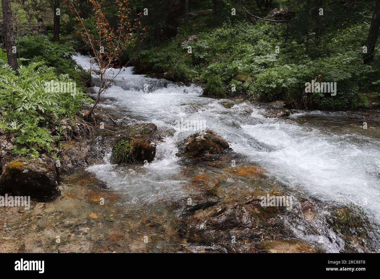 Cold waters of a mountain stream Stock Photo - Alamy