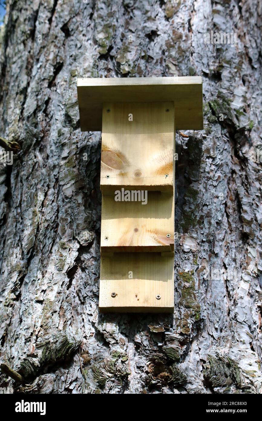 bat box on a tree in Clummber park Stock Photo - Alamy