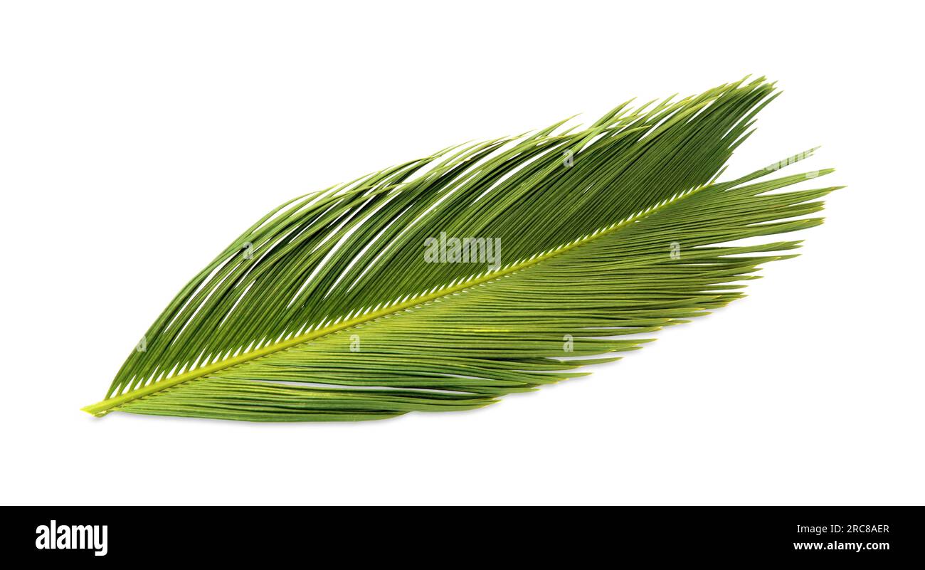 Beautiful green palm branch isolated on white. Tropical leaves Stock ...